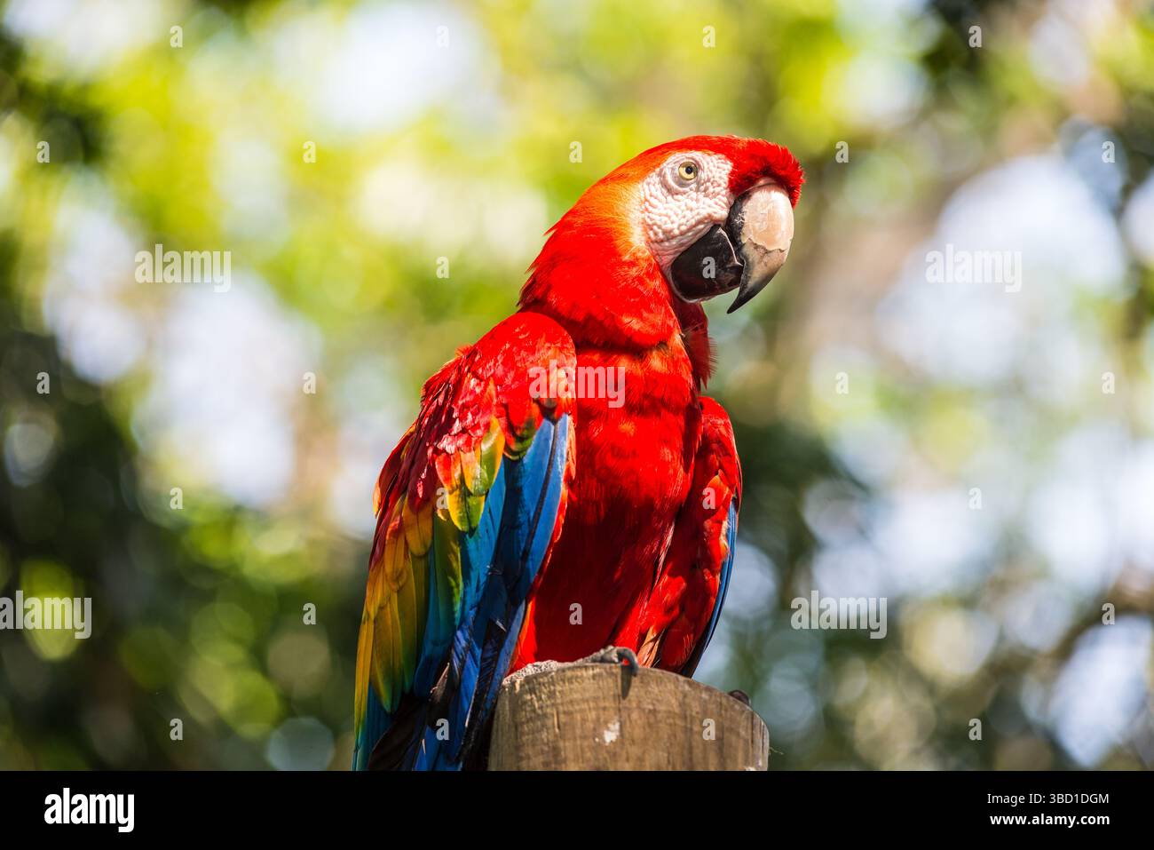 Red parrot at Port Oasis Eco Park in Cartagena, Colombia. Scarlet Macaw ...