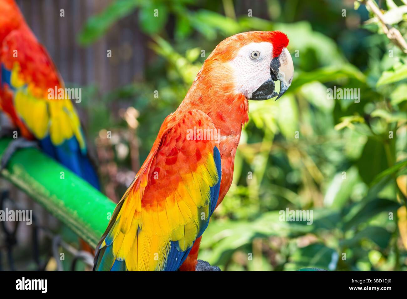 Red parrot at Port Oasis Eco Park in Cartagena, Colombia. Scarlet Macaw ...