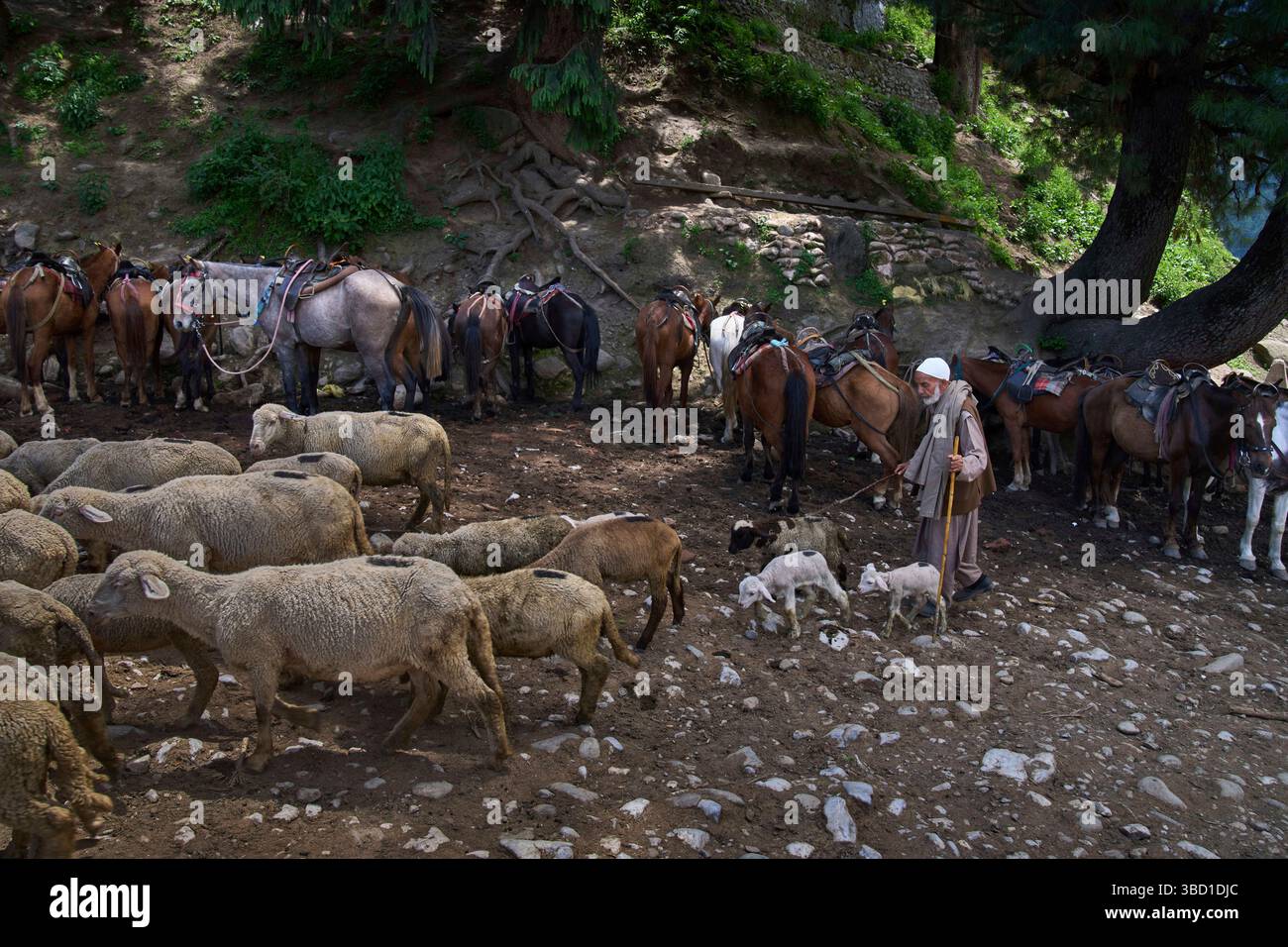 A Kashmiri shepherd with his flock of sheep walks past tethered horses ...