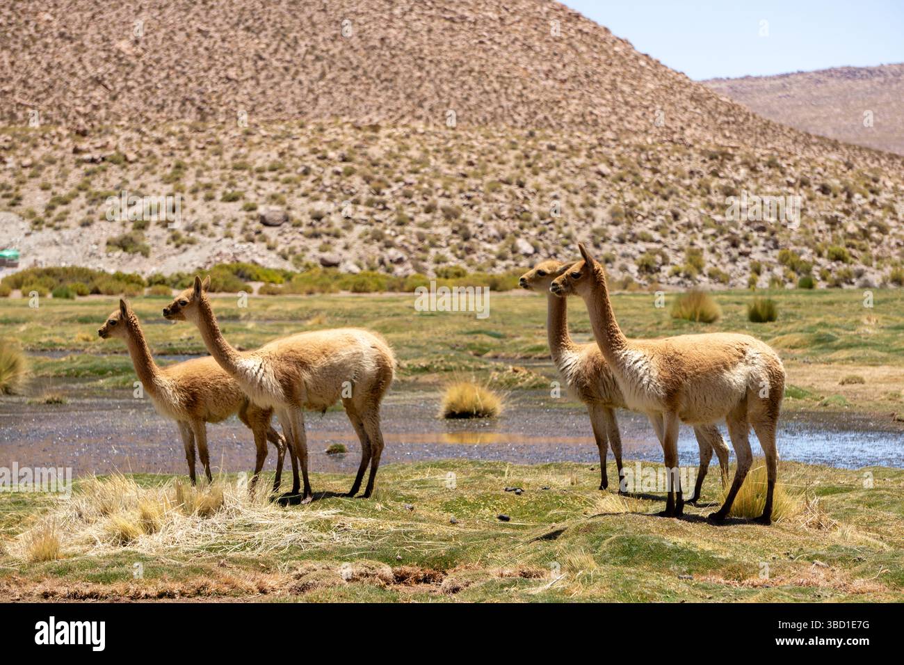 Wild Group of Vicuñas (Vicugna vicugna) in the Remote and Harsh ...