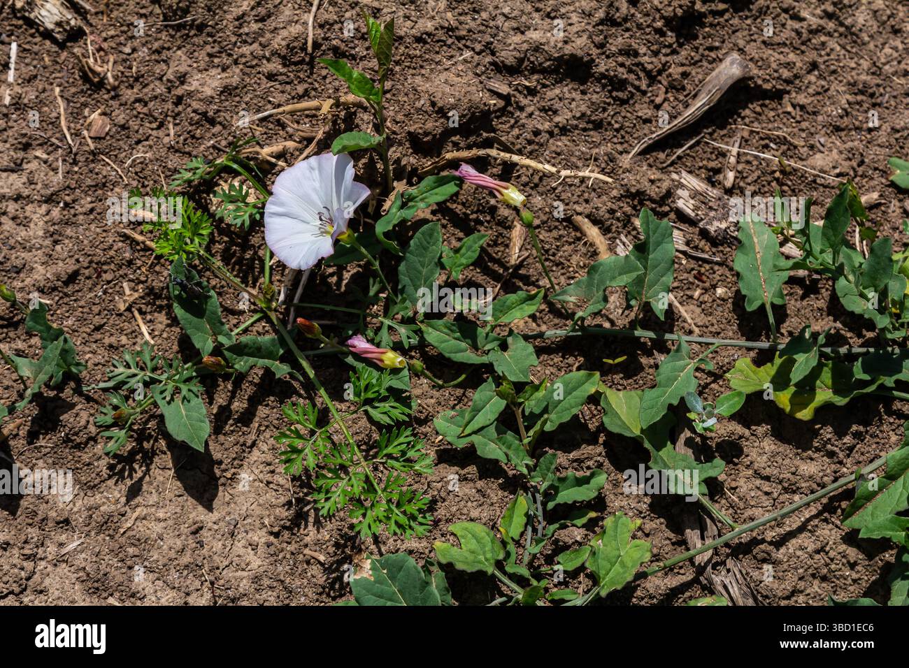 Field bindweed or Convolvulus arvensis European bindweed Creeping Jenny Possession vine ...