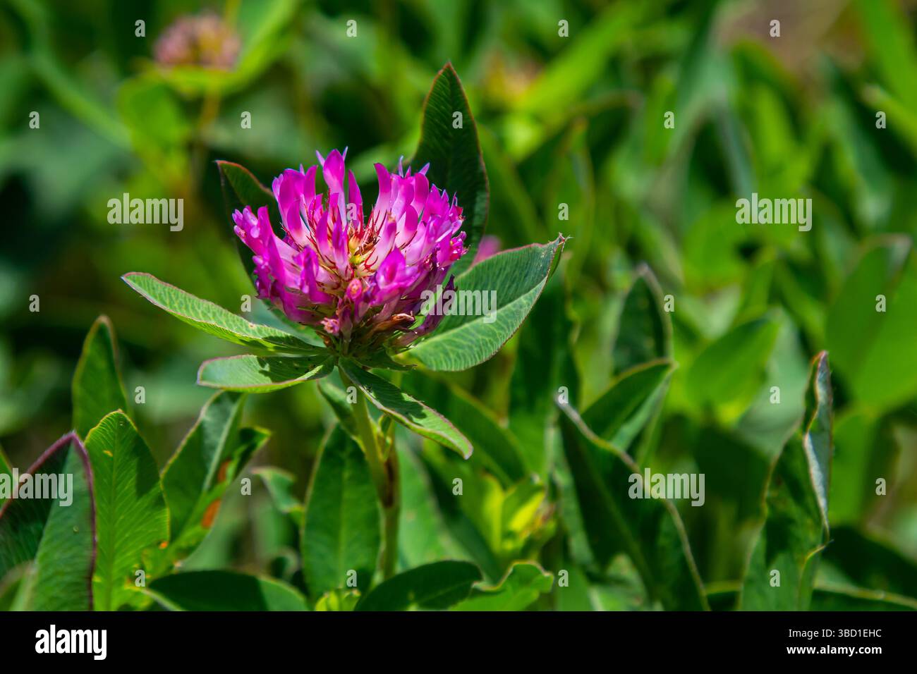 Wild red clover flower isolated Trifolium pratense, with green nature background Stock Photo - Alamy