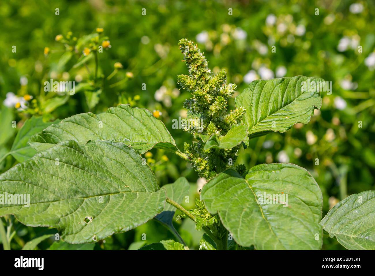 Amaranthus retroflexus, true to one of its common names, forms a ...