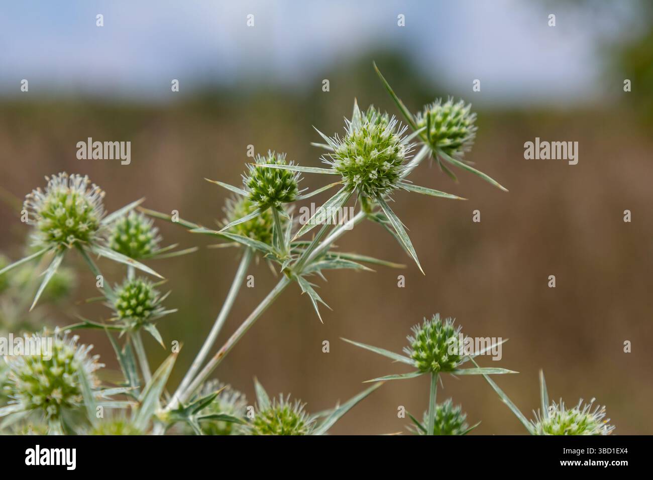 In the wild grows a thistle Eryngium Campestre, known as field eryngo ...
