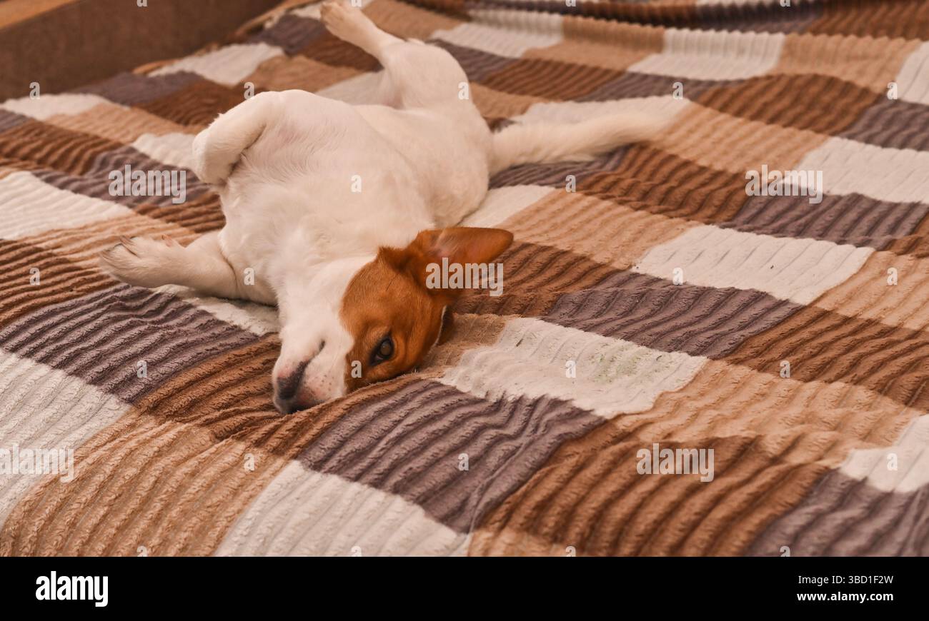The Jack Russell Terrier is resting on his back on the bed Stock Photo ...