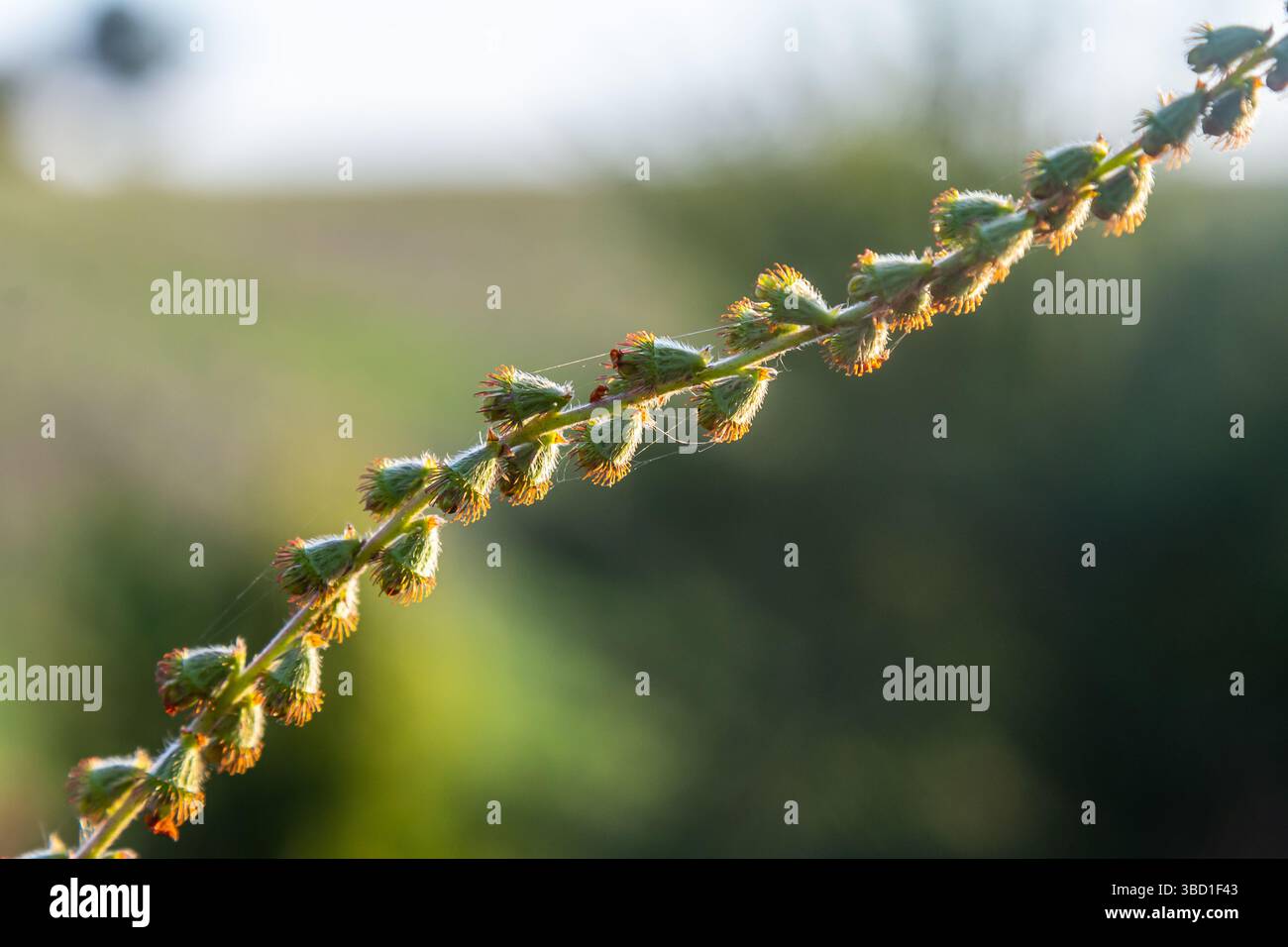 Common agrimony seeds, Latin name Agrimonia eupatoria Stock Photo - Alamy
