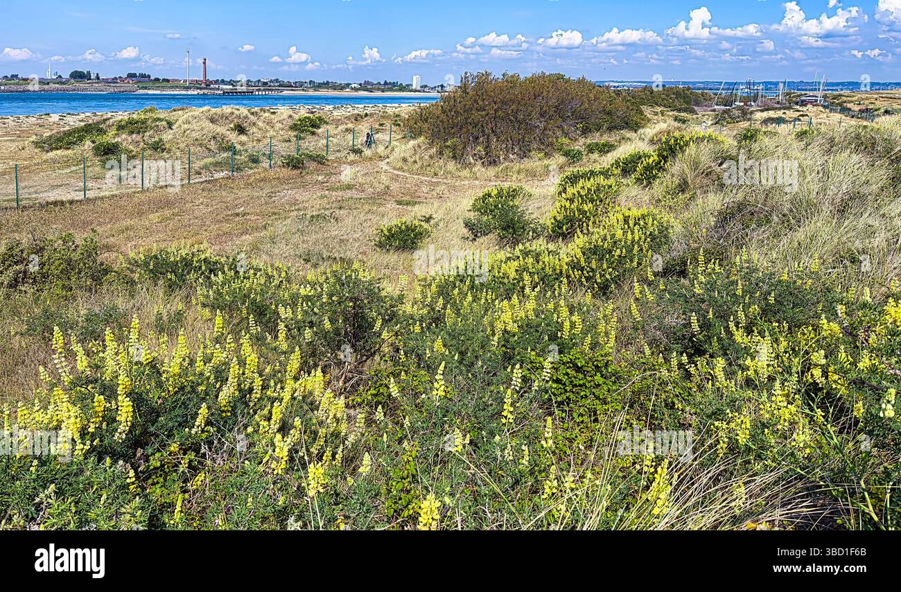 Coastal Bush Lupine (Lupinus Arboreus) growing on sand dunes at Ferry ...