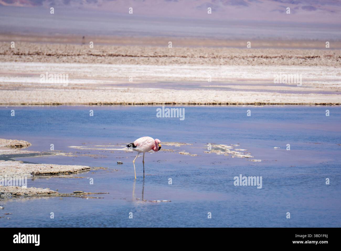 Solitary Andean Flamingo (Phoenicoparrus Andinus) Feeding in a Remote ...