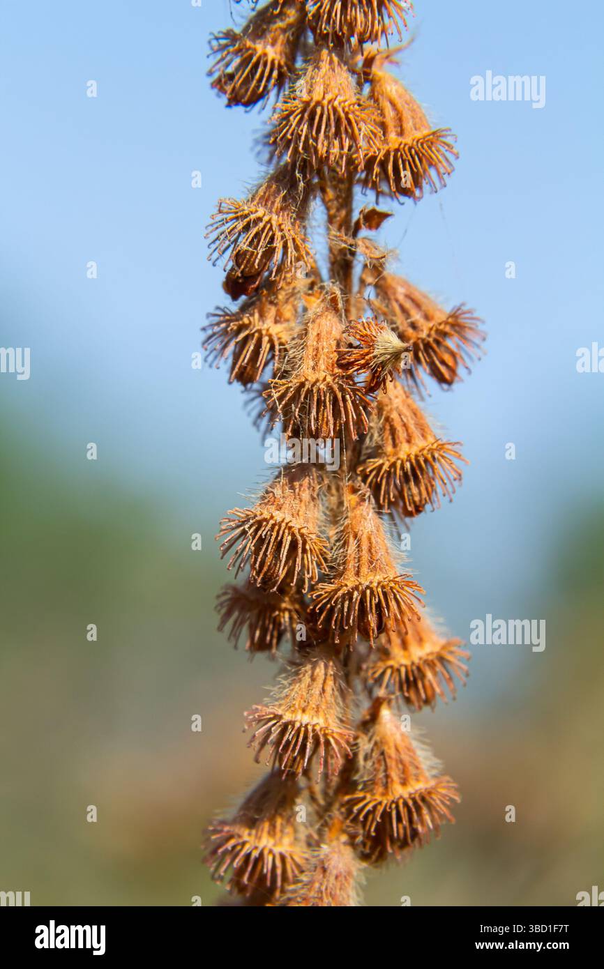 Common agrimony seeds, Latin name Agrimonia eupatoria Stock Photo - Alamy
