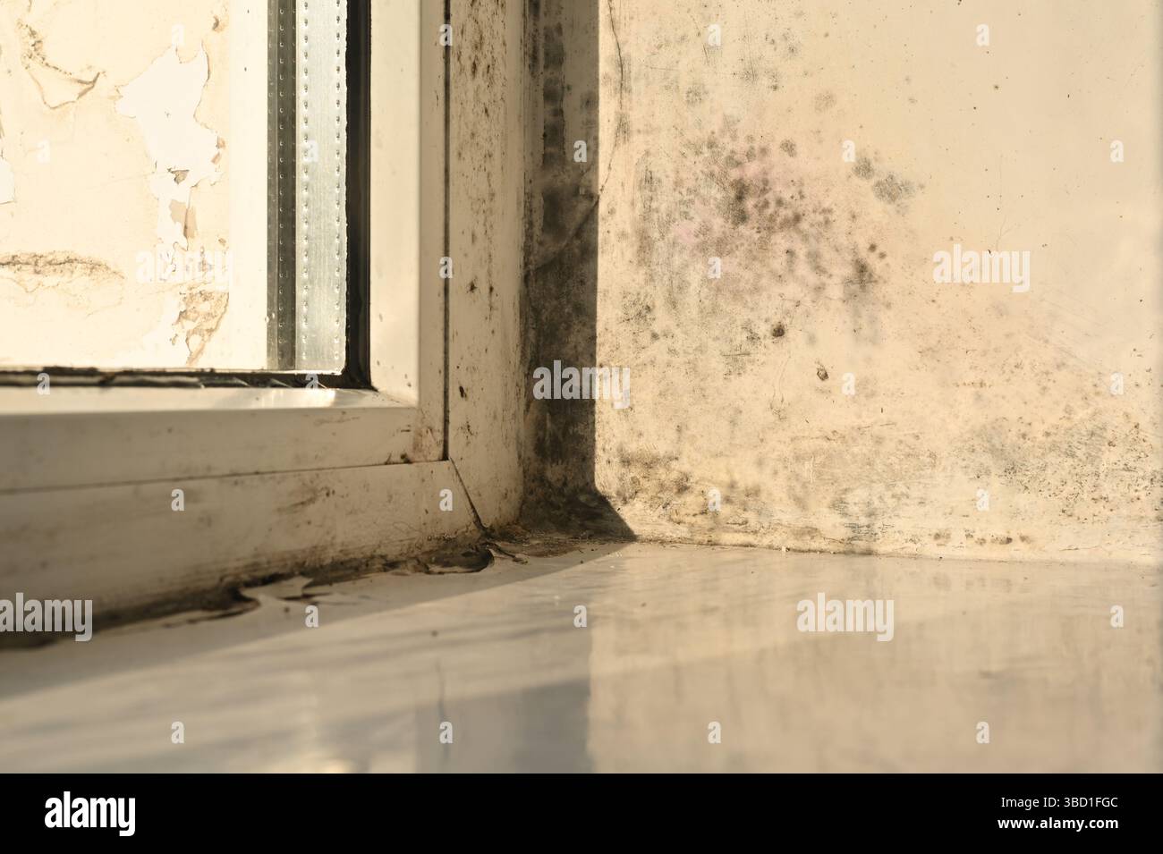 Bright sunlight streams through window, exposing thick black mold ...