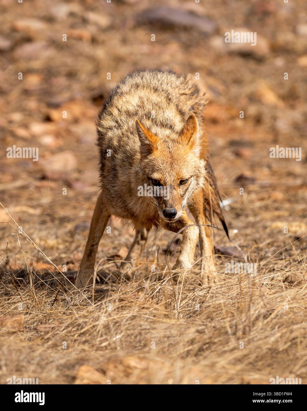 Wild indian golden jackal or Canis aureus indicus stress face expression head on trying to ...