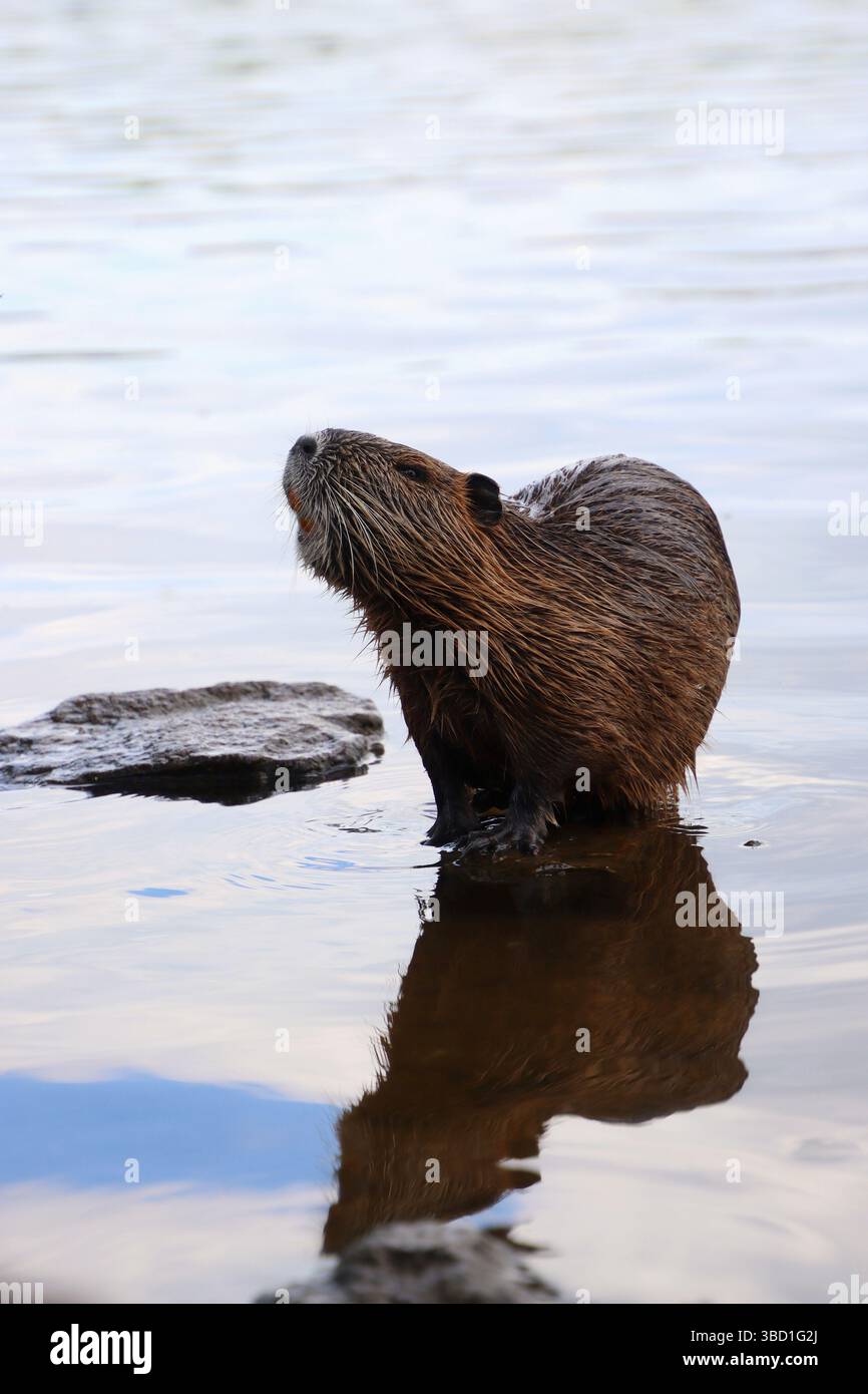 A cute nutria sniffs around by the river. Nutria is wet and domestic ...
