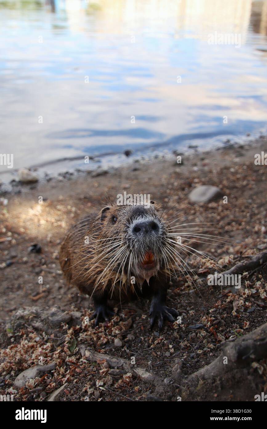 A cute nutria sniffs around by the river. Nutria is wet and domestic ...