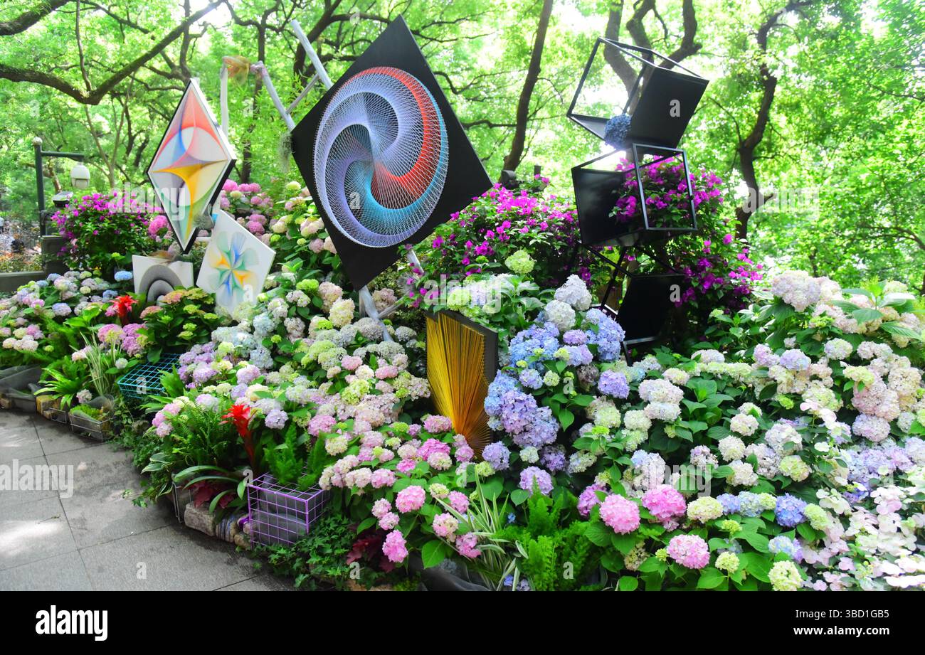 Hydrangea flowers bloom in Hangzhou City, east China's Zhejiang ...