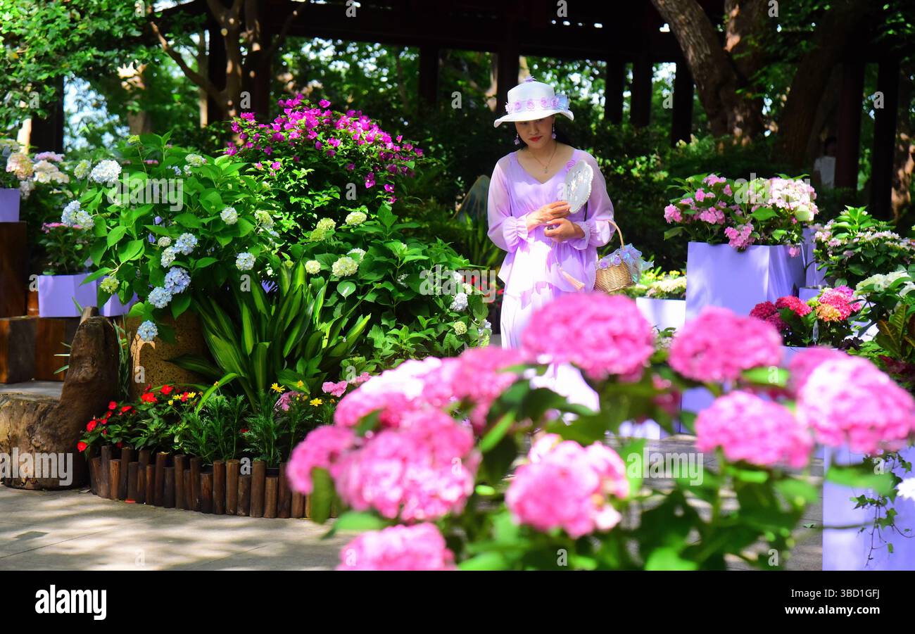 Hydrangea flowers bloom in Hangzhou City, east China's Zhejiang ...