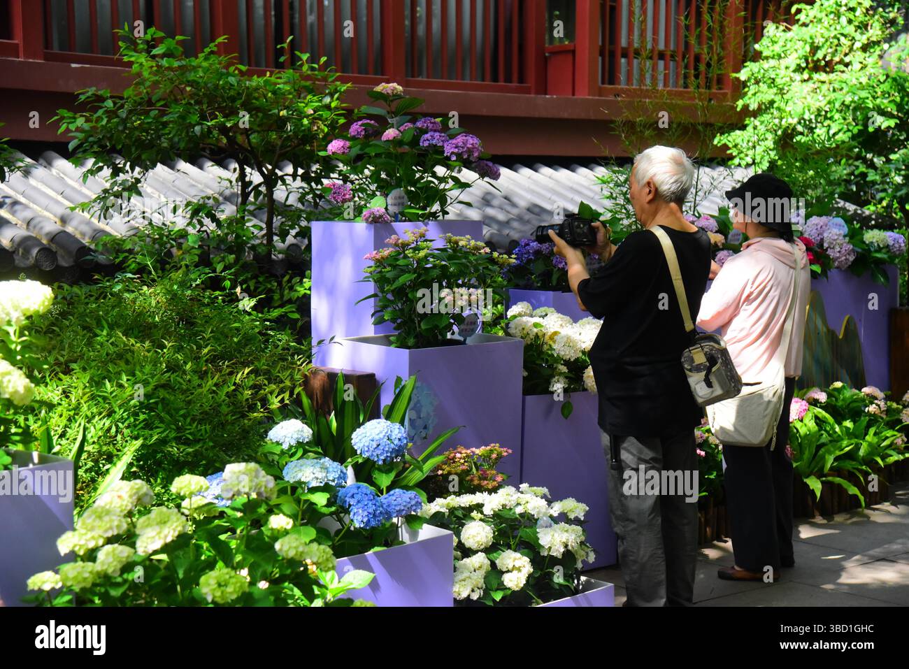 Hydrangea flowers bloom in Hangzhou City, east China's Zhejiang ...