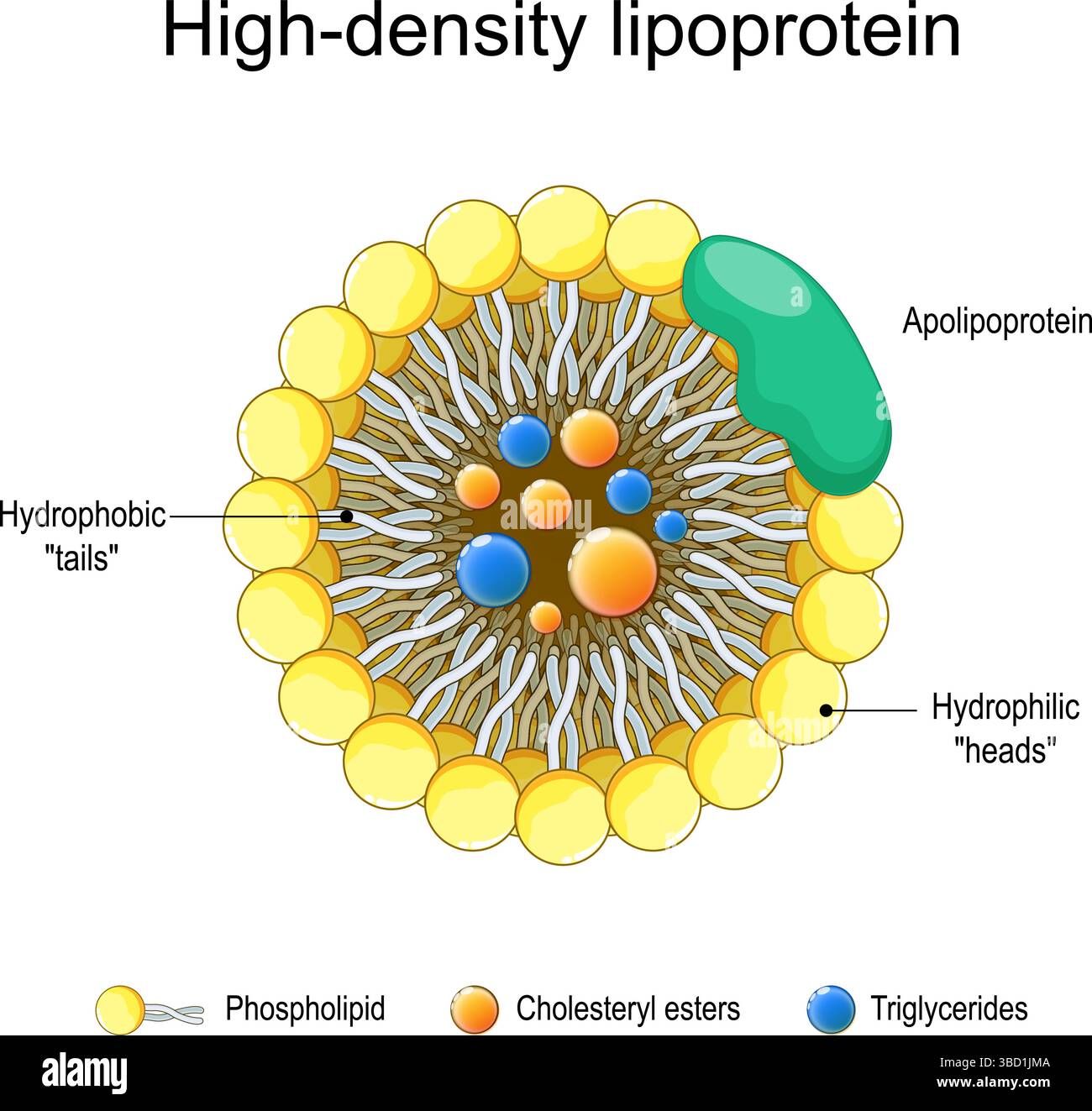 Cholesterol structure diagram Stock Vector Images - Alamy
