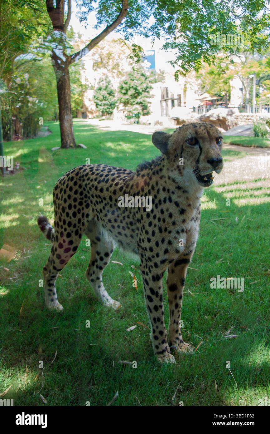 A Cheetah large cat in Busch Gardens amusement park in Tampa, Florida ...
