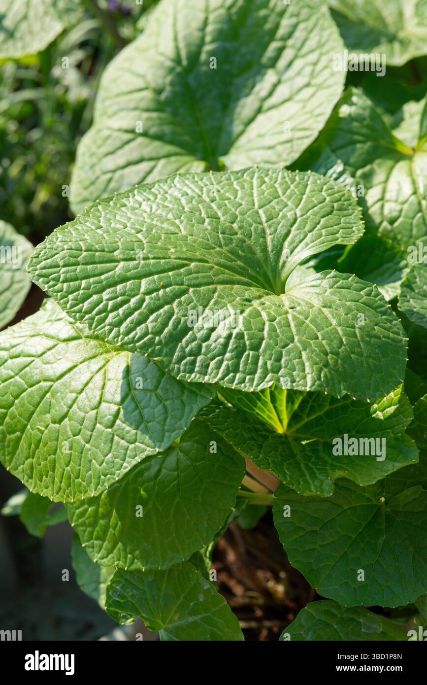 Wasabi Plant with Leaves, Eutrema Japonicum Stock Photo - Alamy
