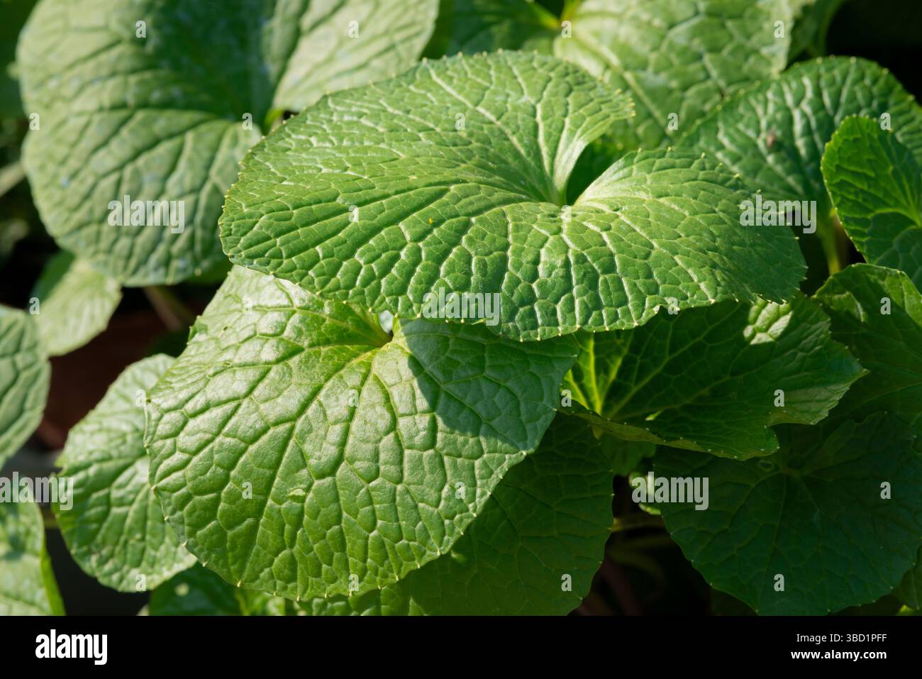Wasabi Plant with Leaves, Eutrema Japonicum Stock Photo - Alamy