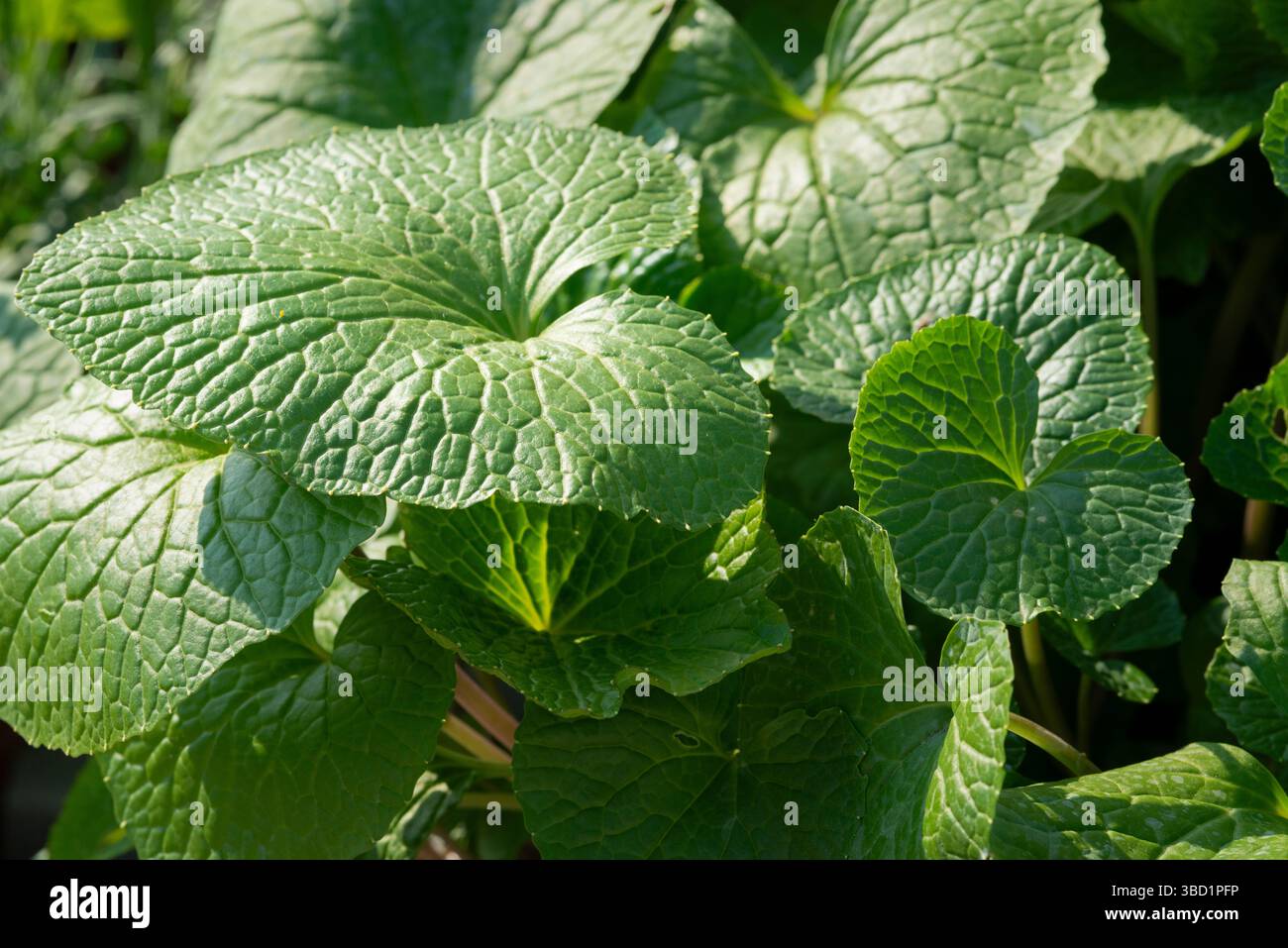 Wasabi Plant with Leaves, Eutrema Japonicum Stock Photo - Alamy