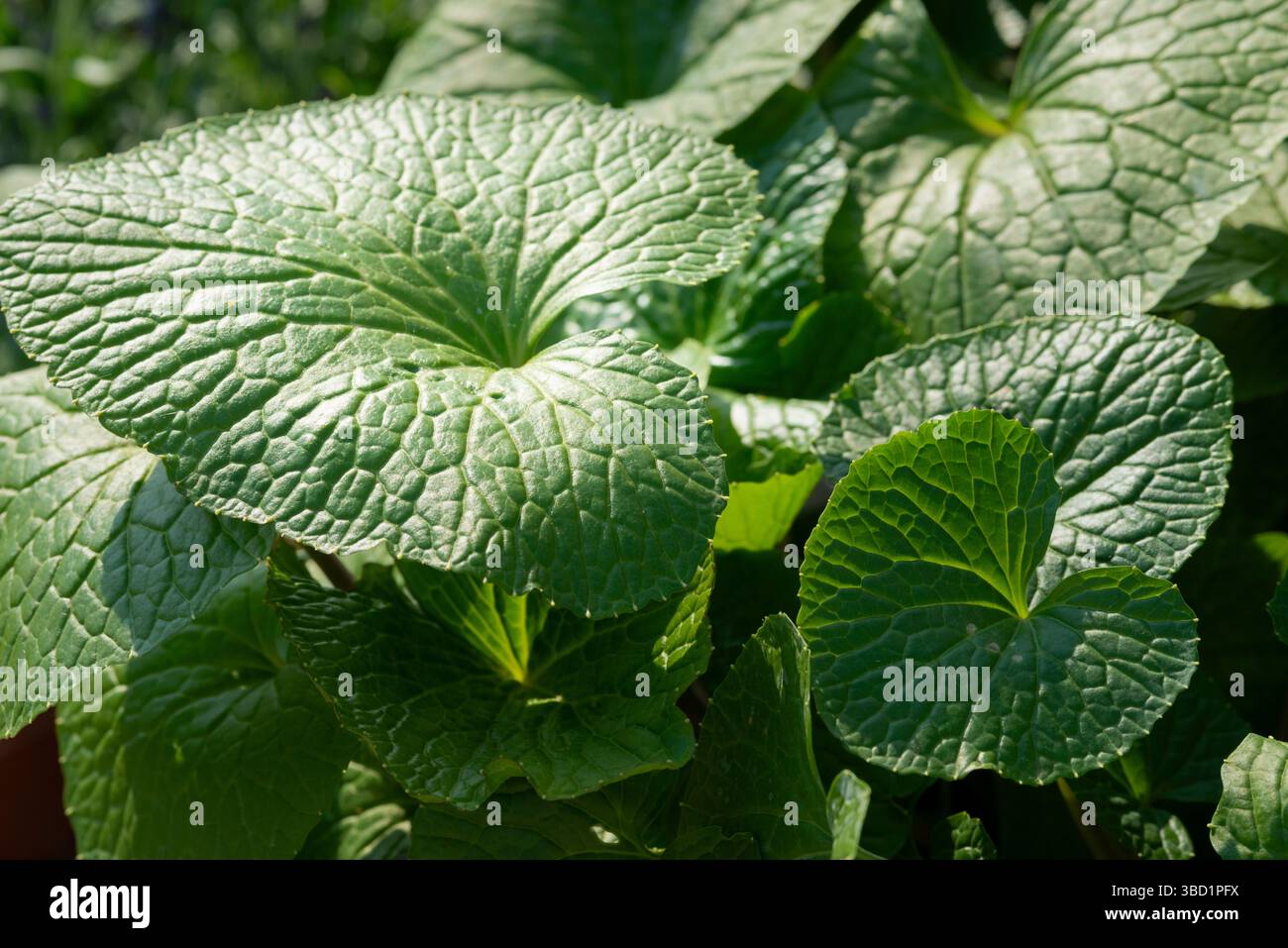 Wasabi Plant with Leaves, Eutrema Japonicum Stock Photo - Alamy