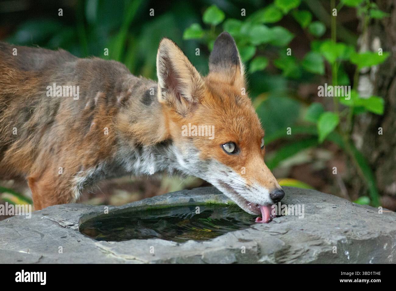 UK weather, 22 May 2025: A fox vixen drinks from a slate bird bath in a ...