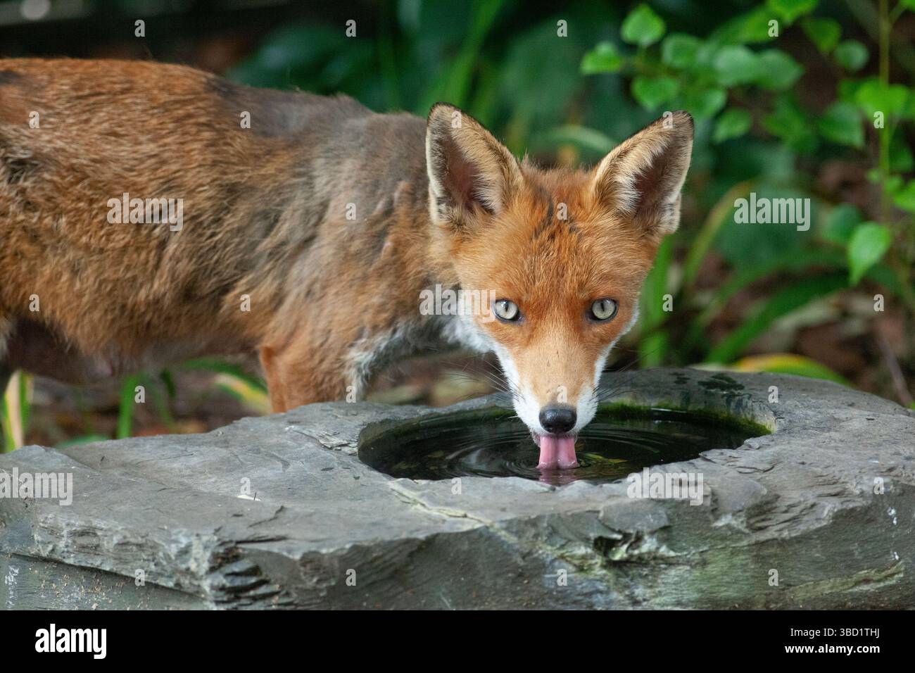 UK weather, 22 May 2025: A fox vixen drinks from a slate bird bath in a ...
