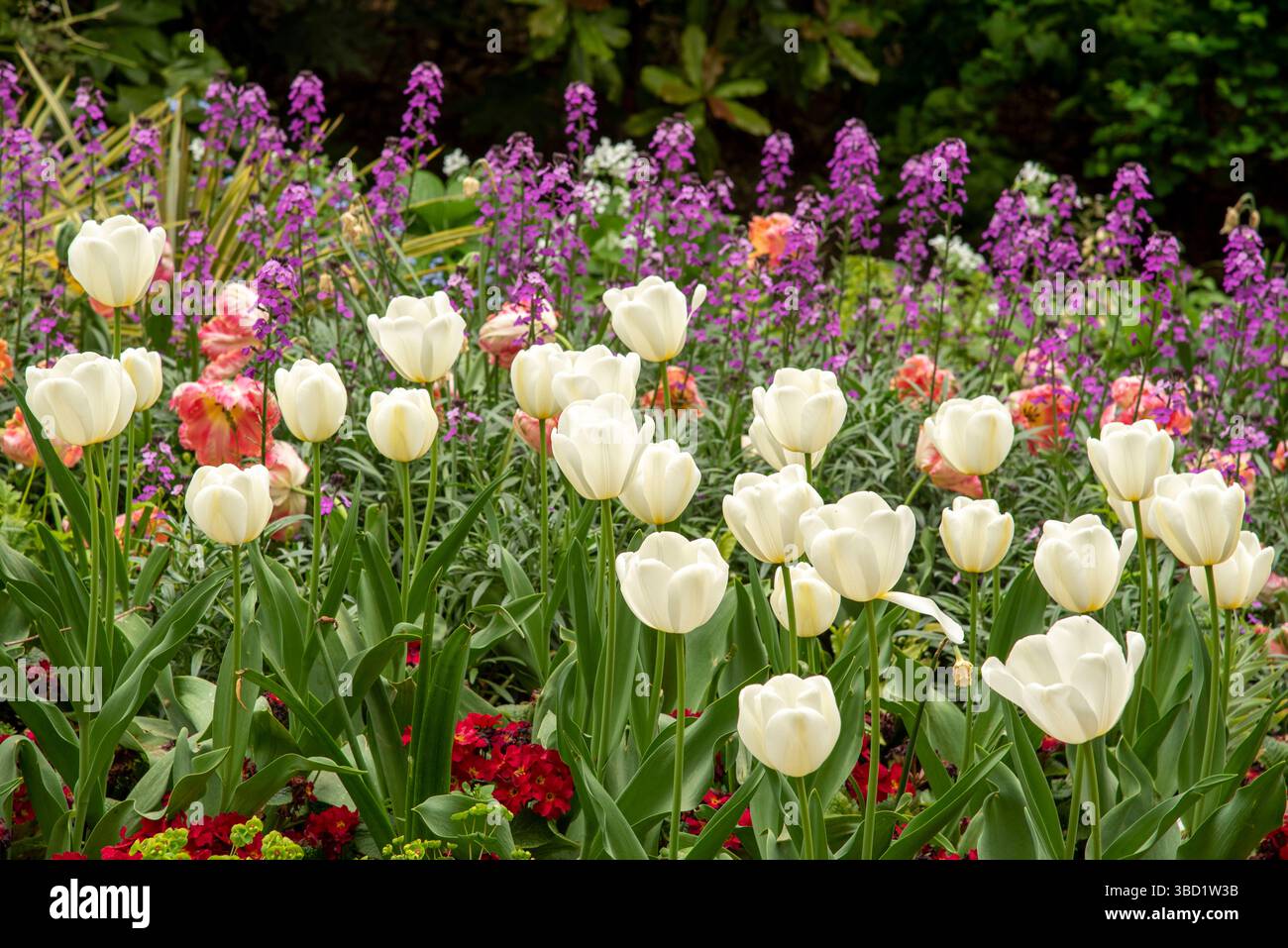 Tulip Flower Bed London England Background Stock Photo - Alamy