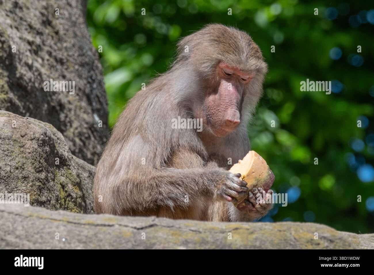 The marmoset baboon (Papio hamadryas) is a primate species of the ...