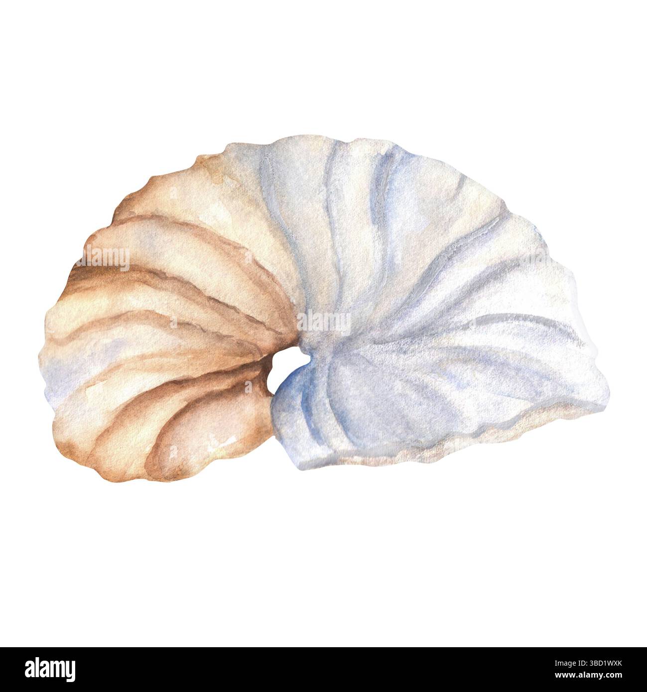 Seashell watercolor art hi-res stock photography and images - Alamy