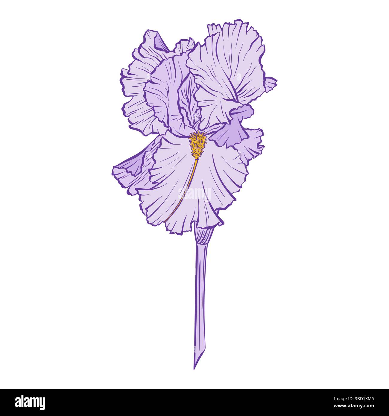 Purple Iris Flower Isolated Vector Botanical Colored Line Art Drawing ...