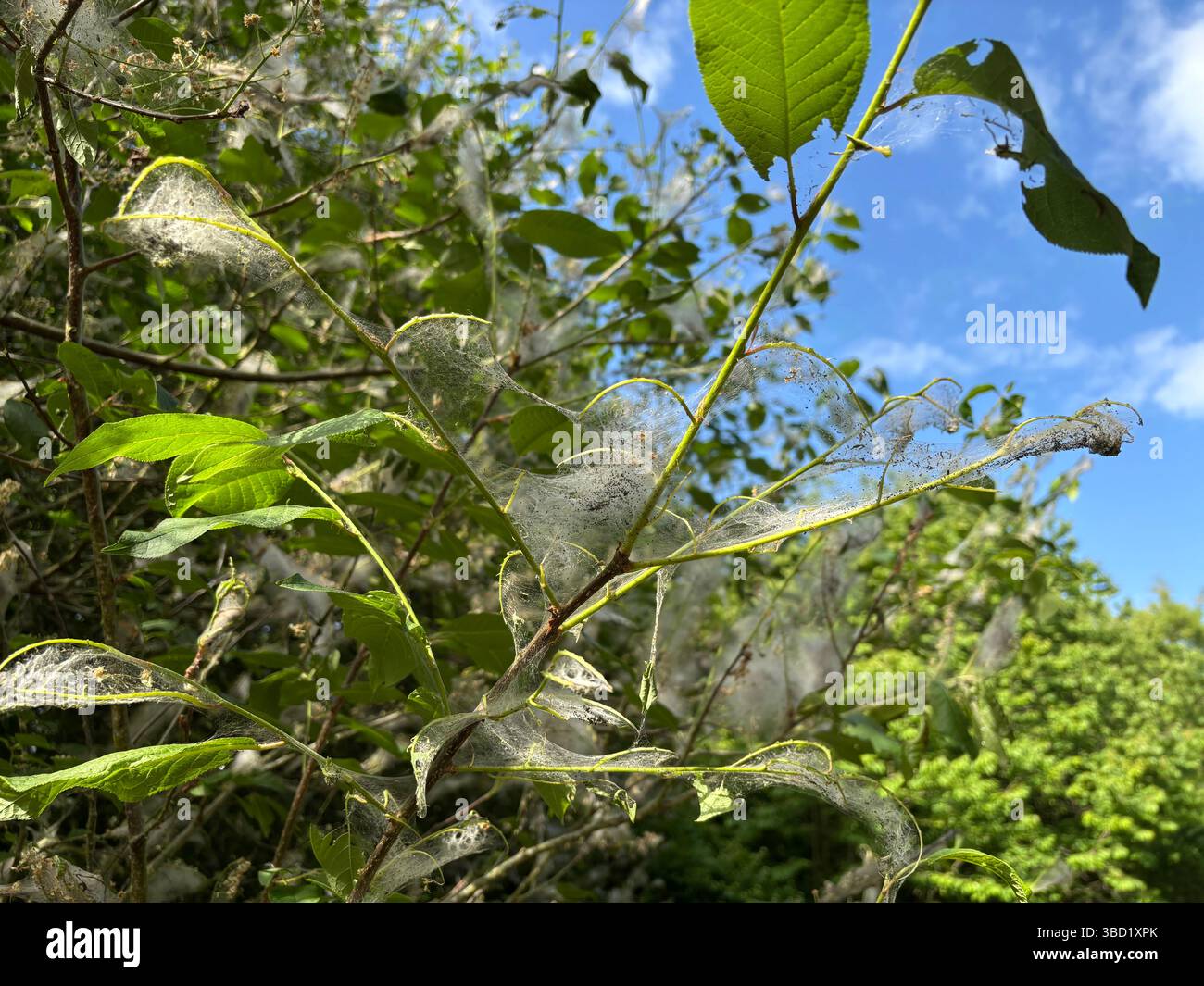 Silken sheets produced by Apple Ermine moth caterpillars on a willow ...
