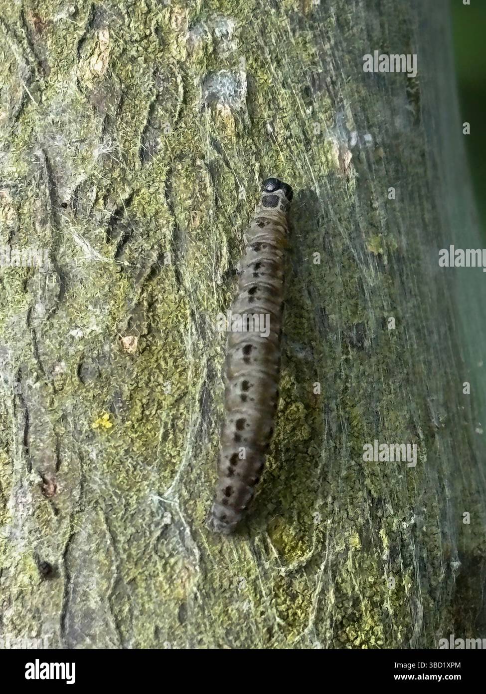 Caterpillars on bark apple tree hi-res stock photography and images - Alamy
