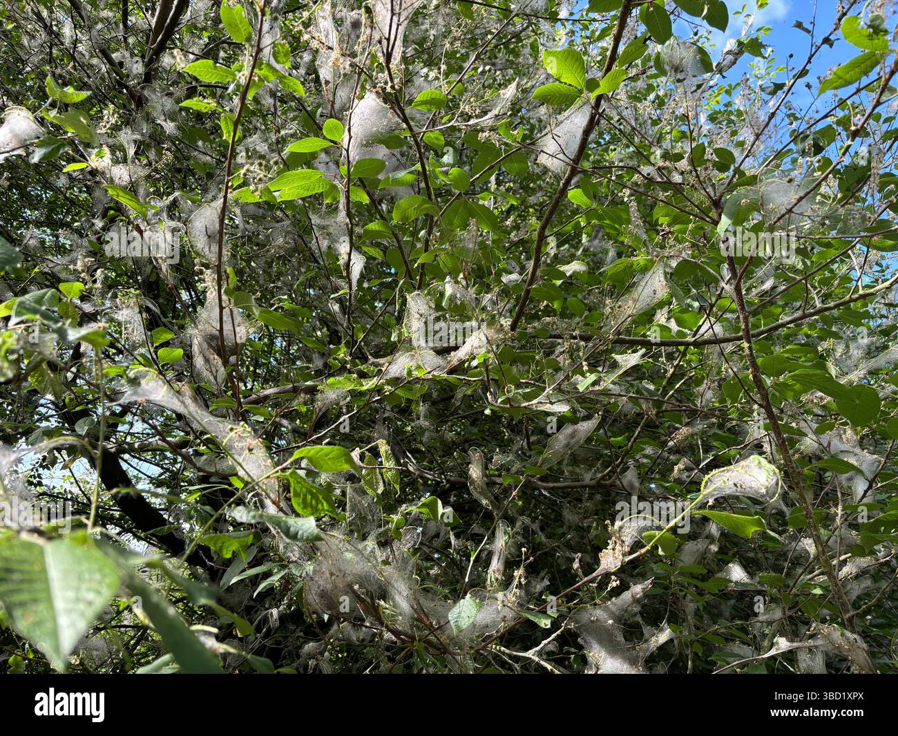 Silken sheets hi-res stock photography and images - Alamy