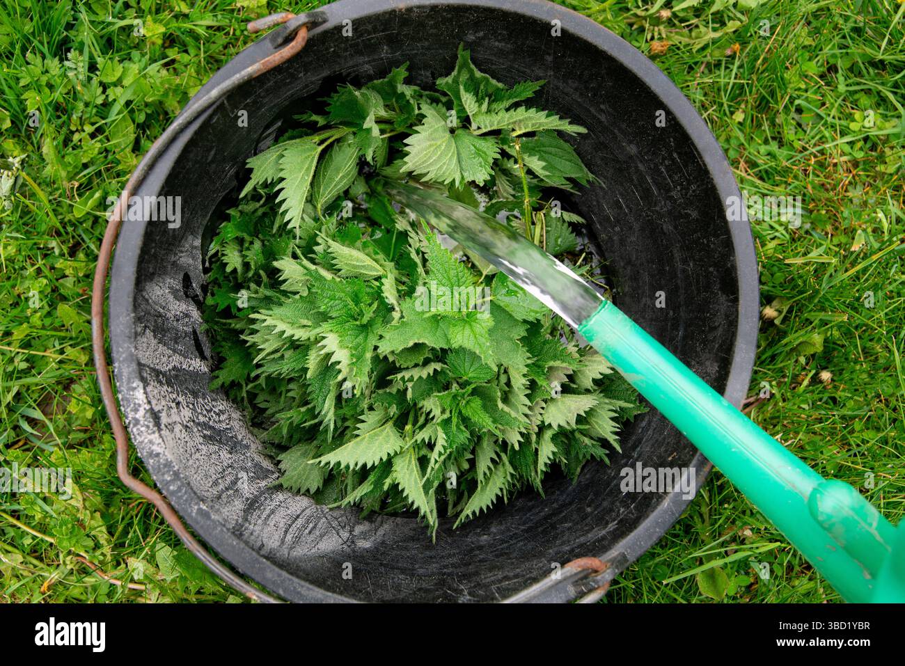 Gardener make stinging nettle Urtica dioica infusion in bucket. Nettle ...