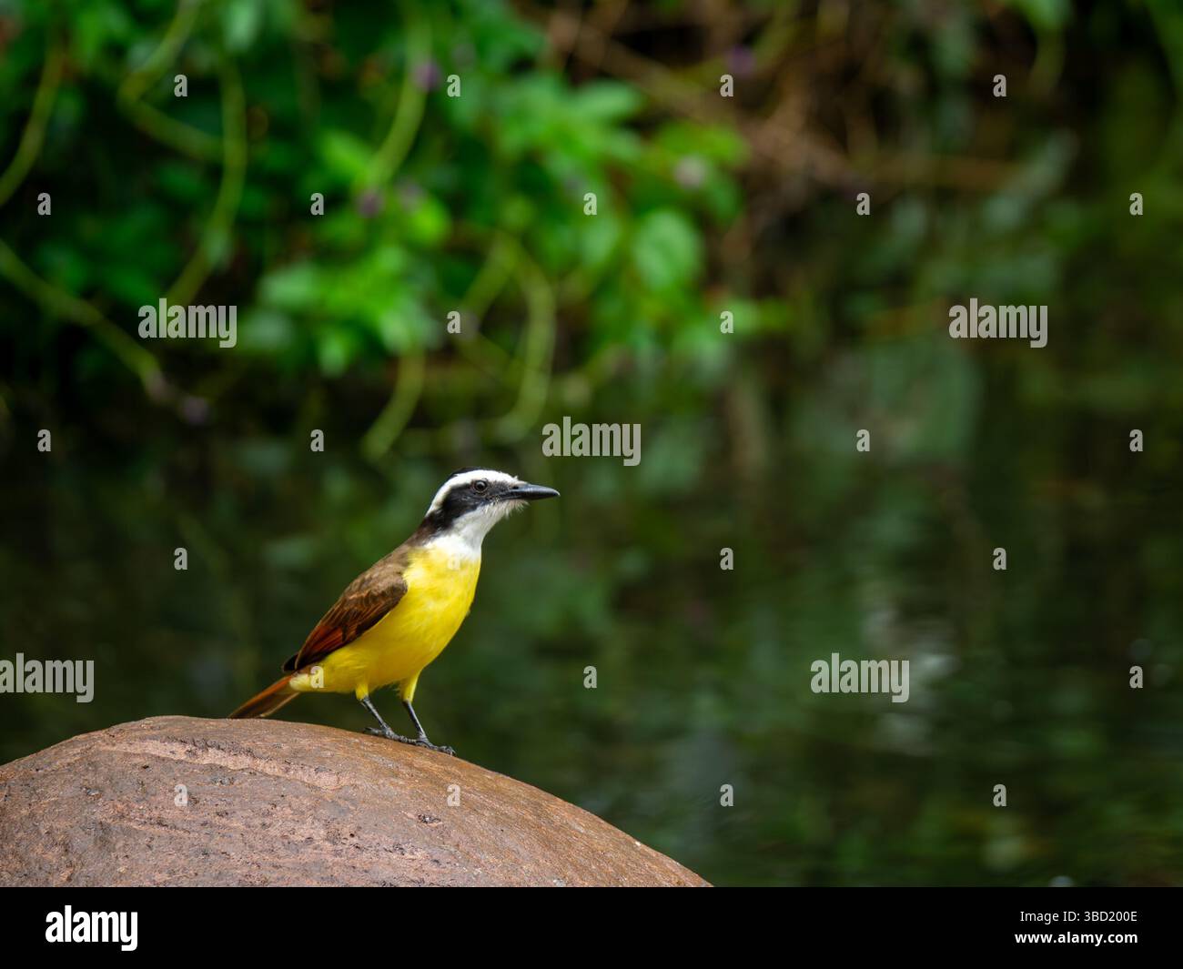 Beautiful Ye#llow Bird in Costa Rica Stock Photo - Alamy