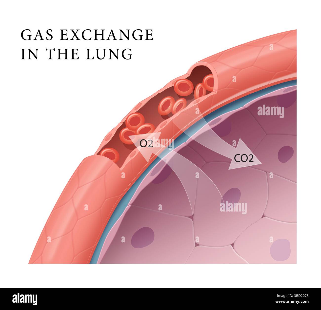 Alveolus gas exchange diagram hi-res stock photography and images - Alamy
