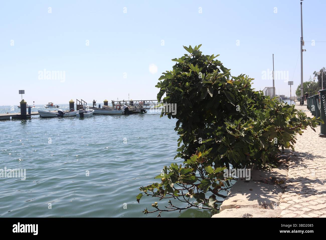 Sunny Waterfront with Dock and Fig Tree in Olhao, Algarve, Portugal ...