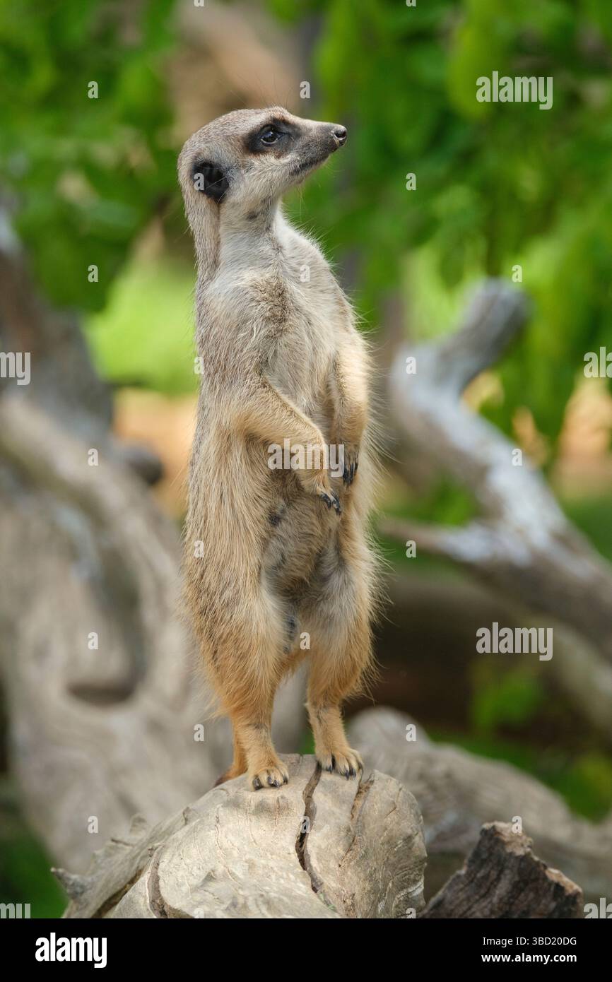 The meerkat (Suricata suricatta), also known as the suricate, is a ...