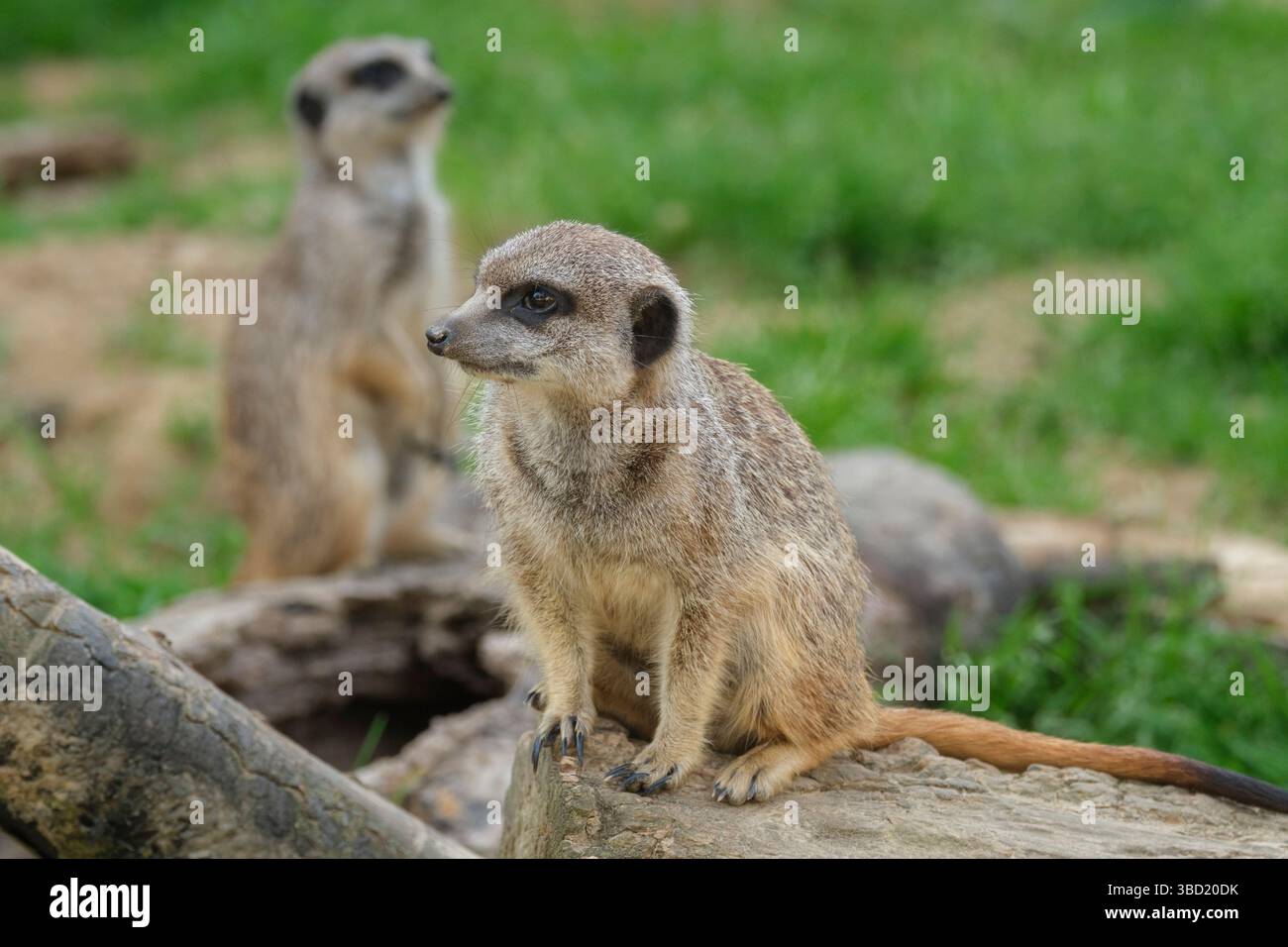 The meerkat (Suricata suricatta), also known as the suricate, is a ...