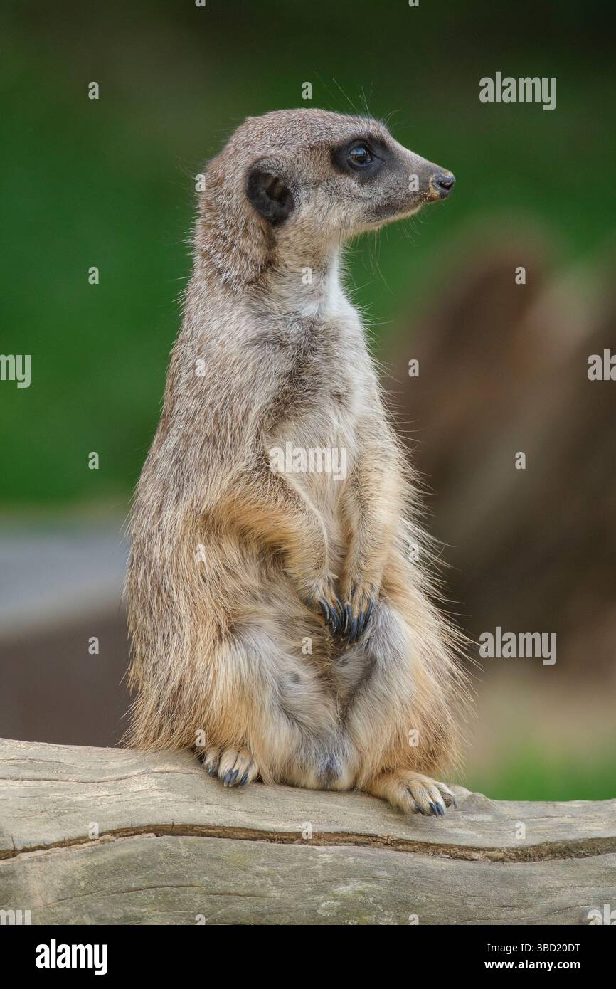 The meerkat (Suricata suricatta), also known as the suricate, is a ...