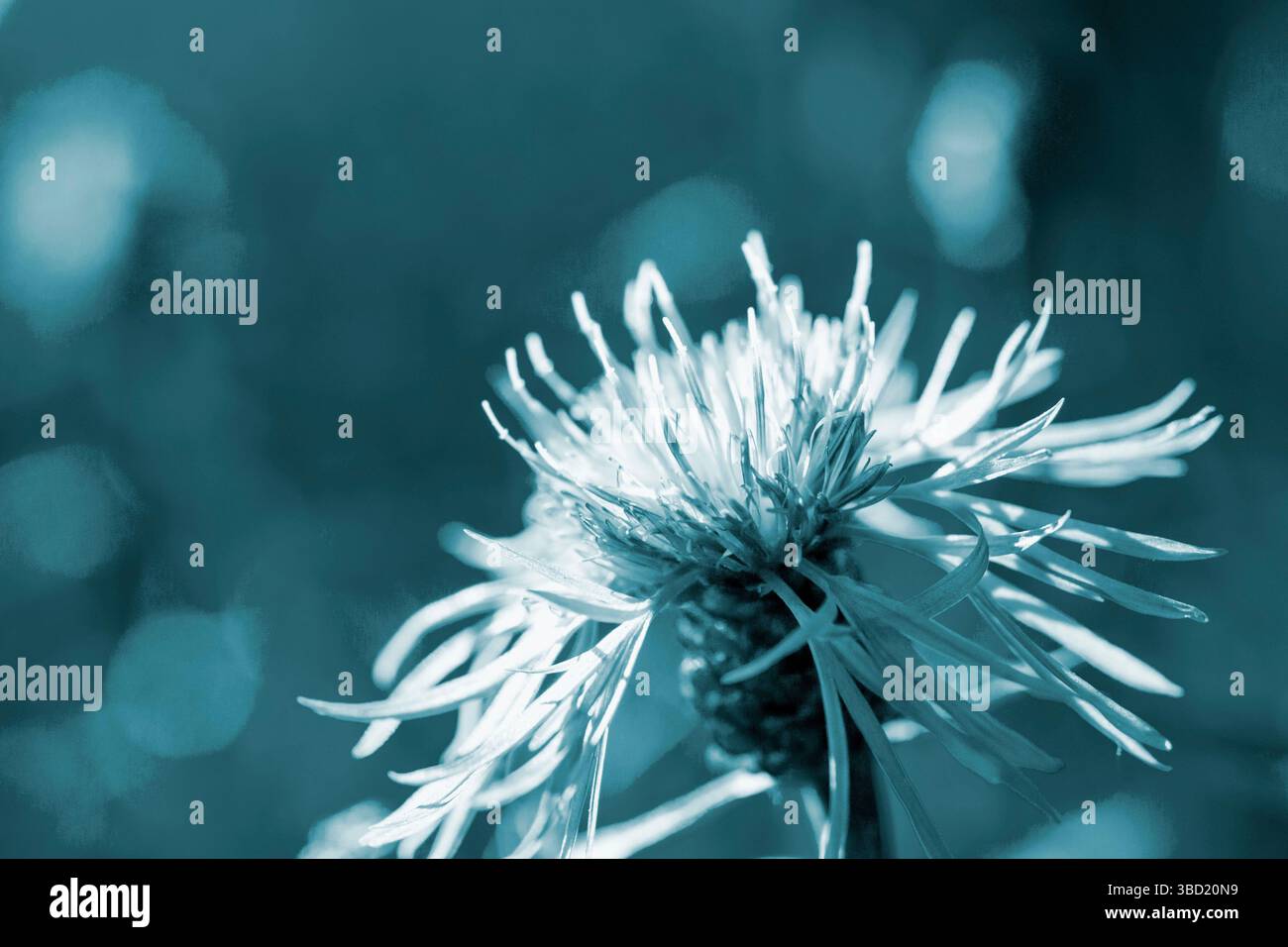 Beautiful blooming blue flower with thin petals and stamen on blurred ...