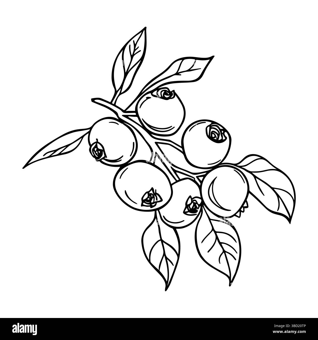 Botanical drawing blueberry hi-res stock photography and images - Alamy