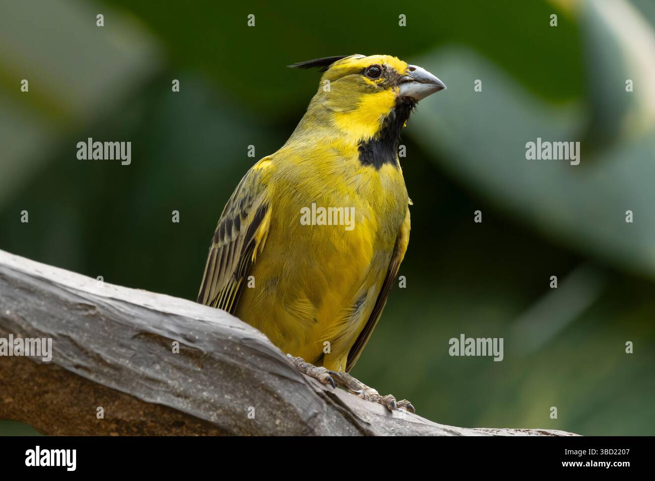 The green tanager (Gubernatrix cristata), formerly known as the green ...