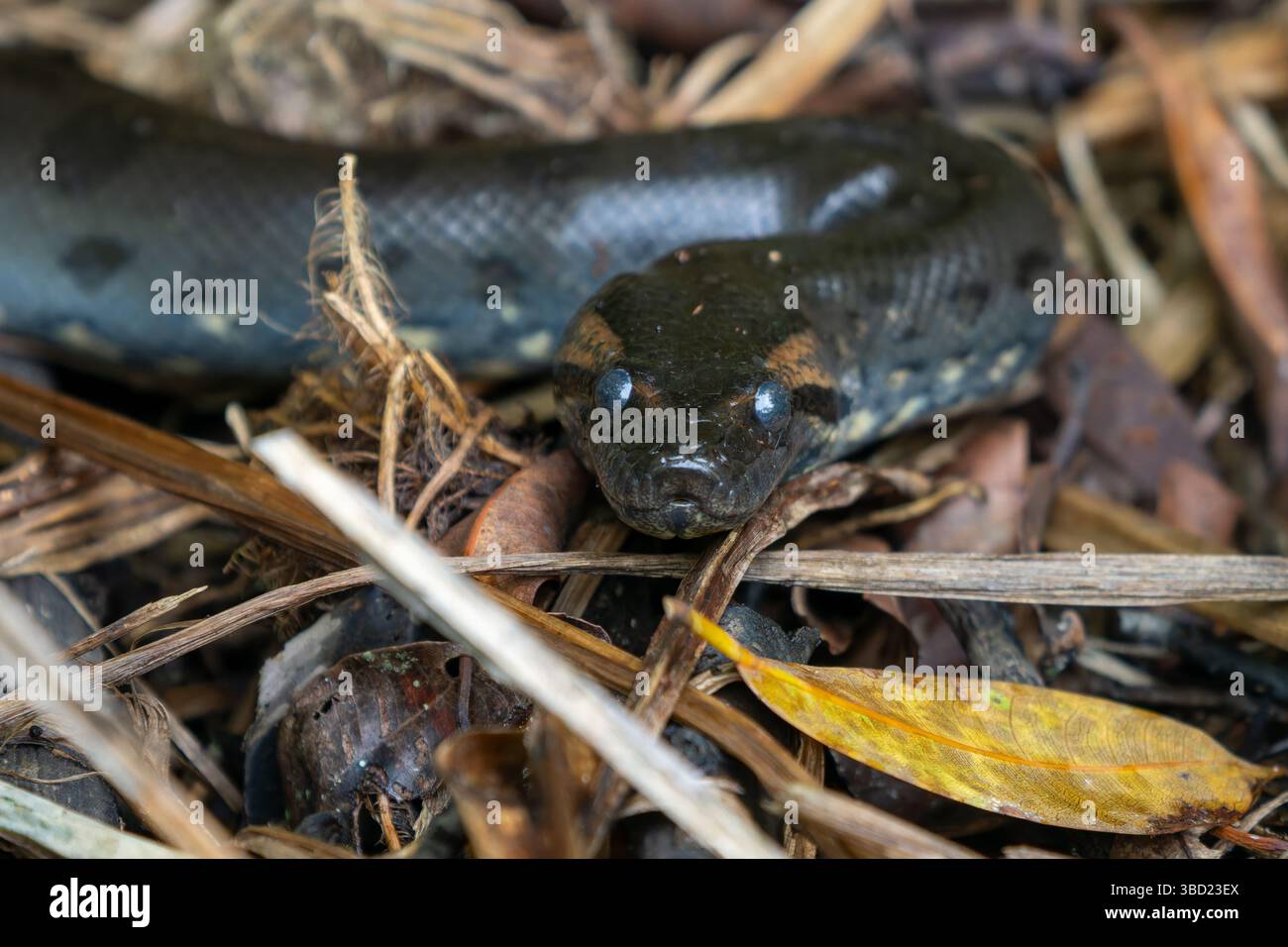 A young Green Anaconda Eunectes murinus, in the forest by a stream ...