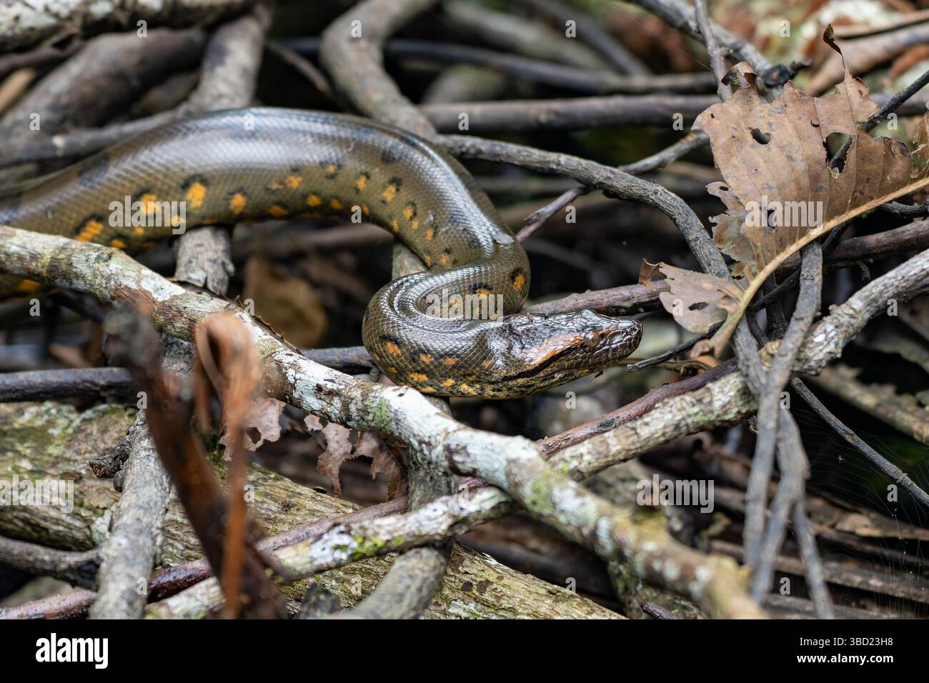 A young Green Anaconda Eunectes murinus, in the forest by a stream ...