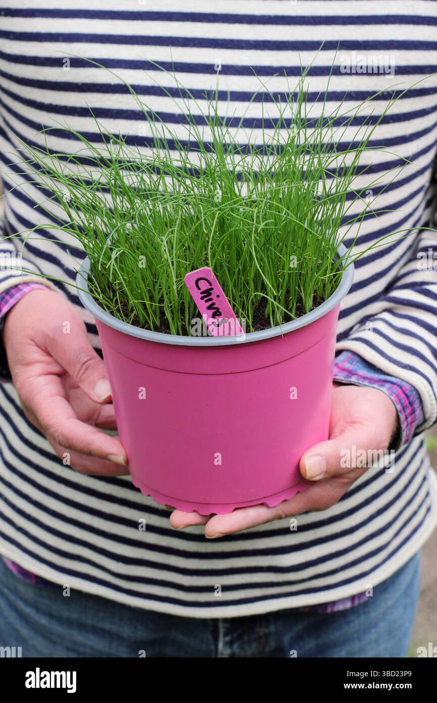 Chives growing in a pot. Chives grown from seed in a pot. UK Stock ...