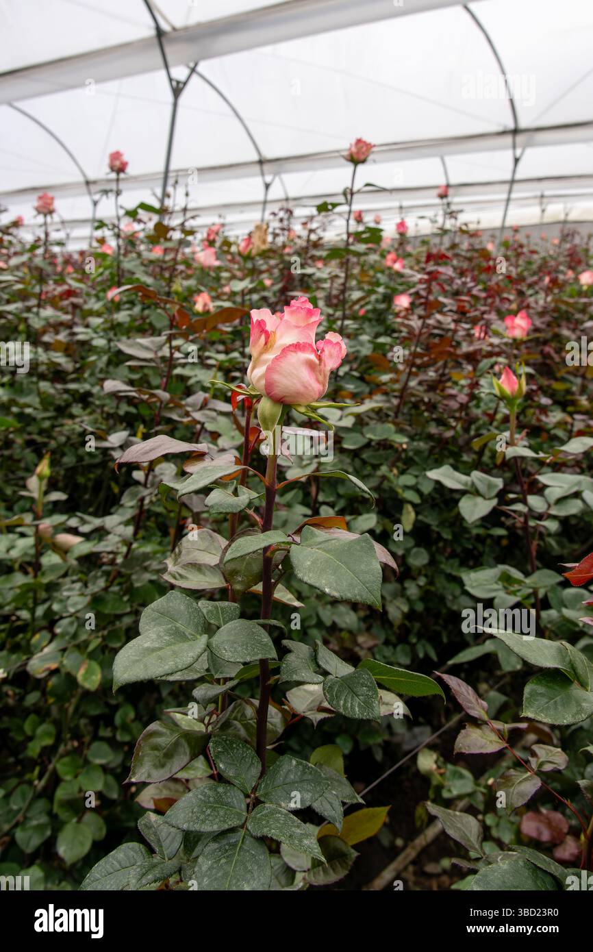 Roses blooming in a fabric greenhouse for growing roses for export in ...
