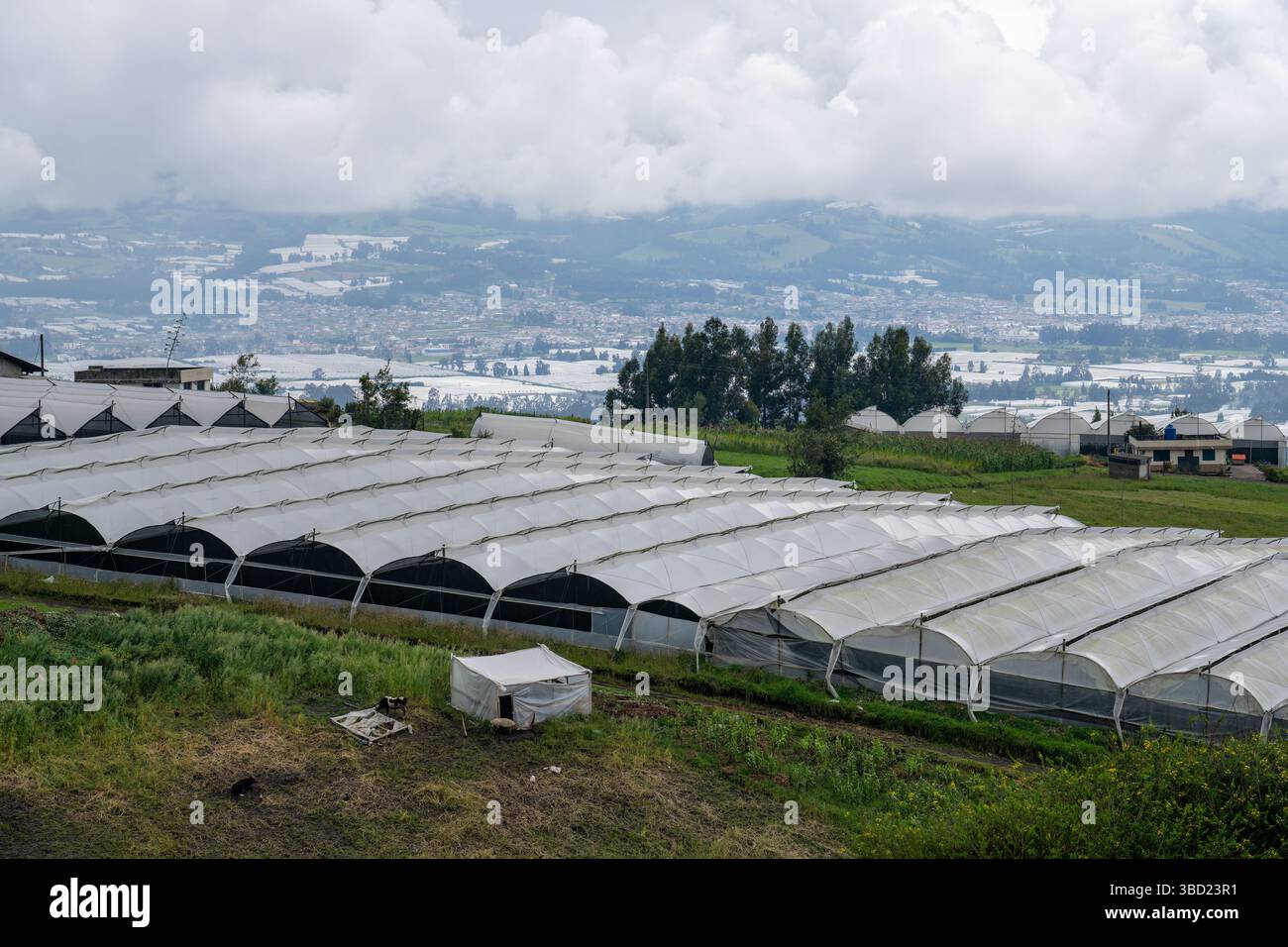 Fabric greenhouses for growing roses for export in the Andean foothills ...